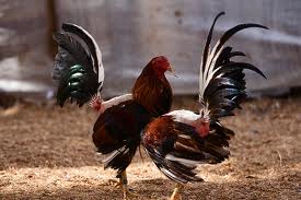 El gallo pava. - El Cañero
